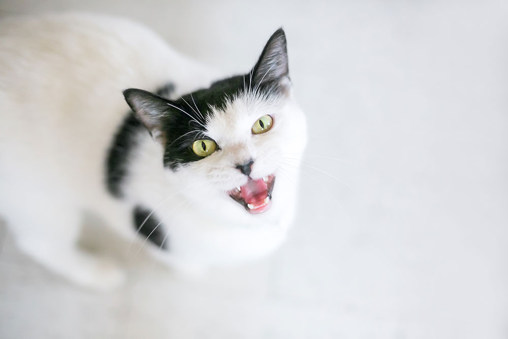 5 Common Cat Noises And What They Mean All About Cats 5 Common Cat Noises And What They Mean All About Cats