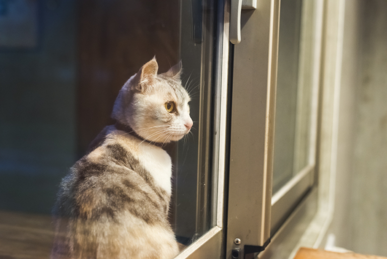 Why Is My Cat So Active At Night 